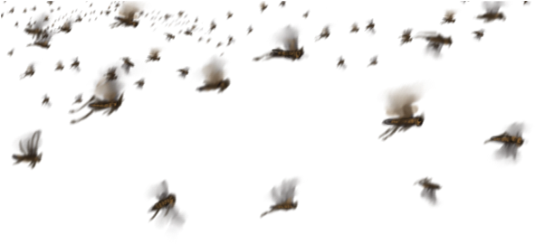 A Swarm Of Locusts - Locust - Free Transparent PNG Download - PNGkey
