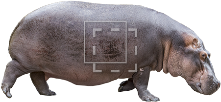 Download Hippo Side View - Hippo Face Side View PNG Image with No ...
