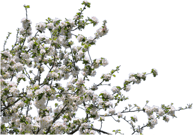 Download Spring Trees Png PNG Image with No Background - PNGkey.com