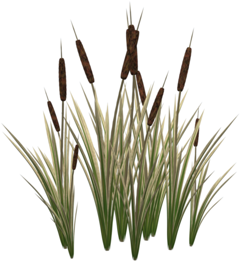 Cattails Png