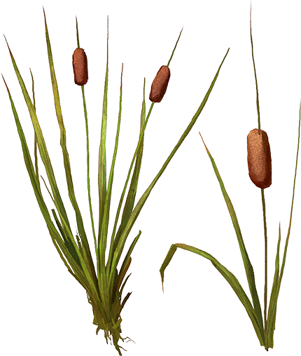 Download Bulrush PNG Image with No Background - PNGkey.com
