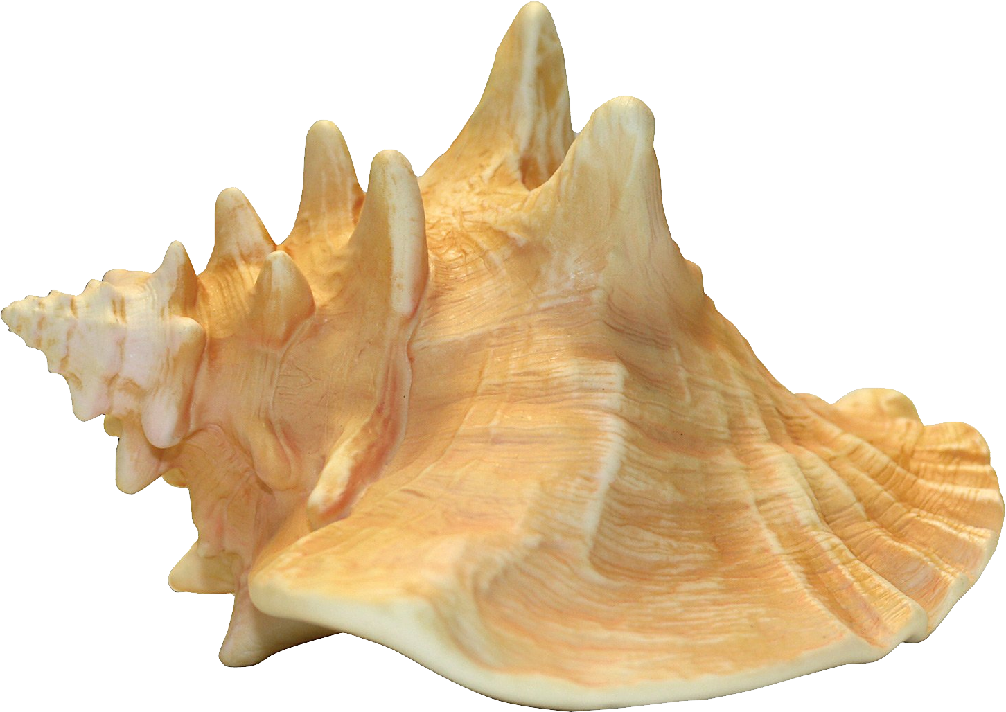 Download Conch Png Image - Conch Png PNG Image with No Background ...
