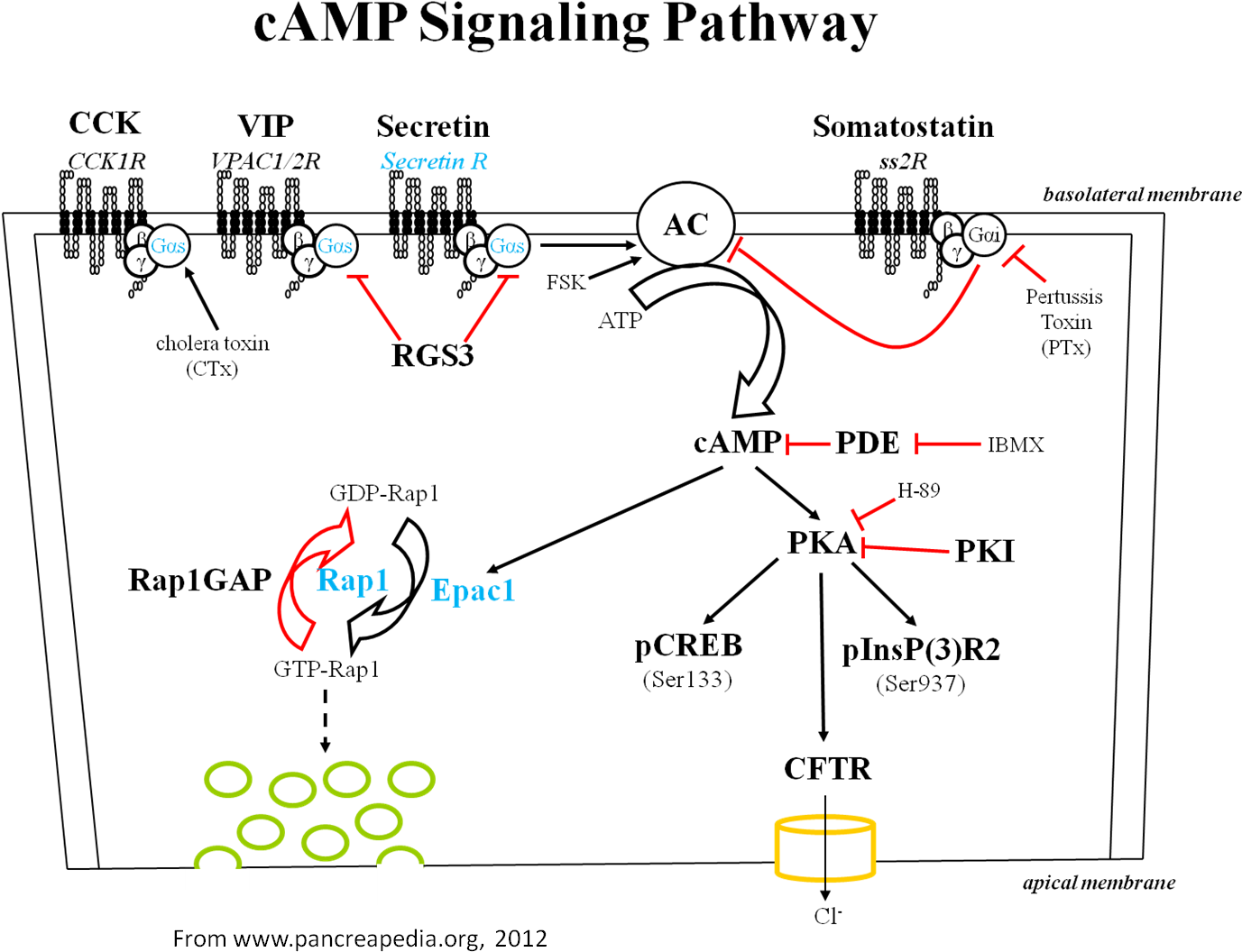 Download Pathway Camp Panc , - Camp Pathways PNG Image with No ...