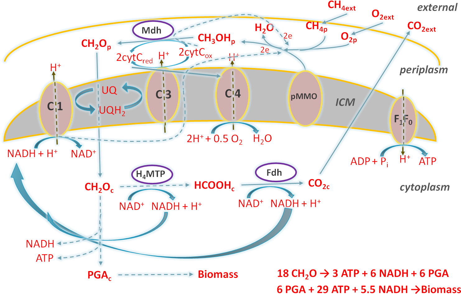 Download Pathway Of Methane Utilization In M - Methane Oxidation Nadh ...