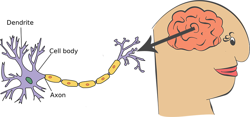 Neuron Png