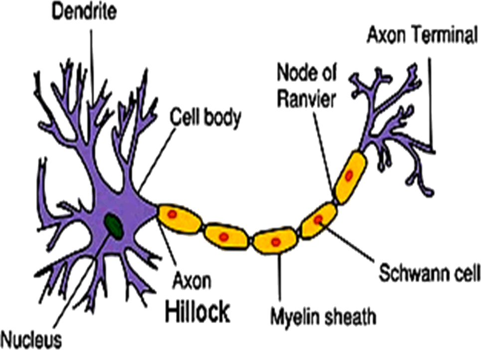 Image Of Structure Of Neuron - Neuron Structure Throw Blanket - Free ...