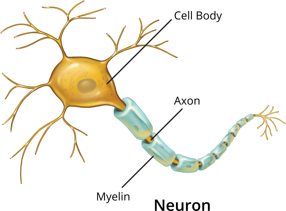 Download Neuron Transparent Banner Royalty Free - Illustration PNG ...