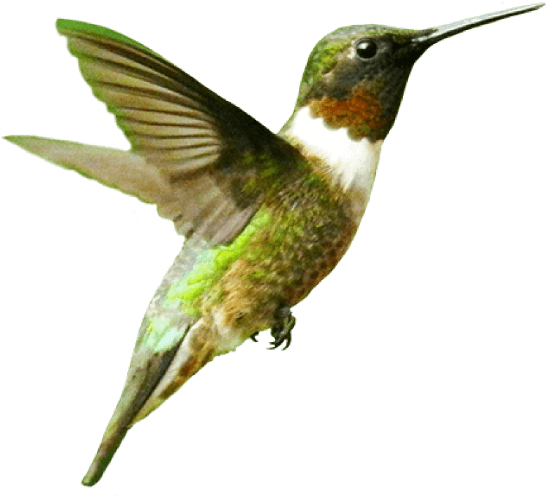 Download Free Png Bird Png Images Transparent - Humming Bird Png PNG ...