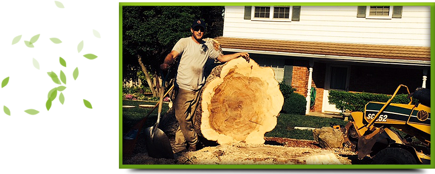 Download Stump Removal - Phillips Tree Care PNG Image with No ...