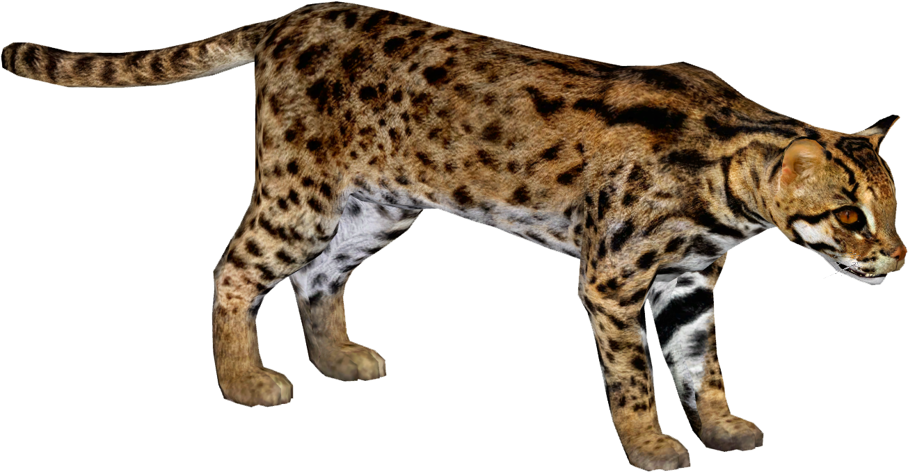 Leopard Cat - Felidae - Free Transparent PNG Download - PNGkey