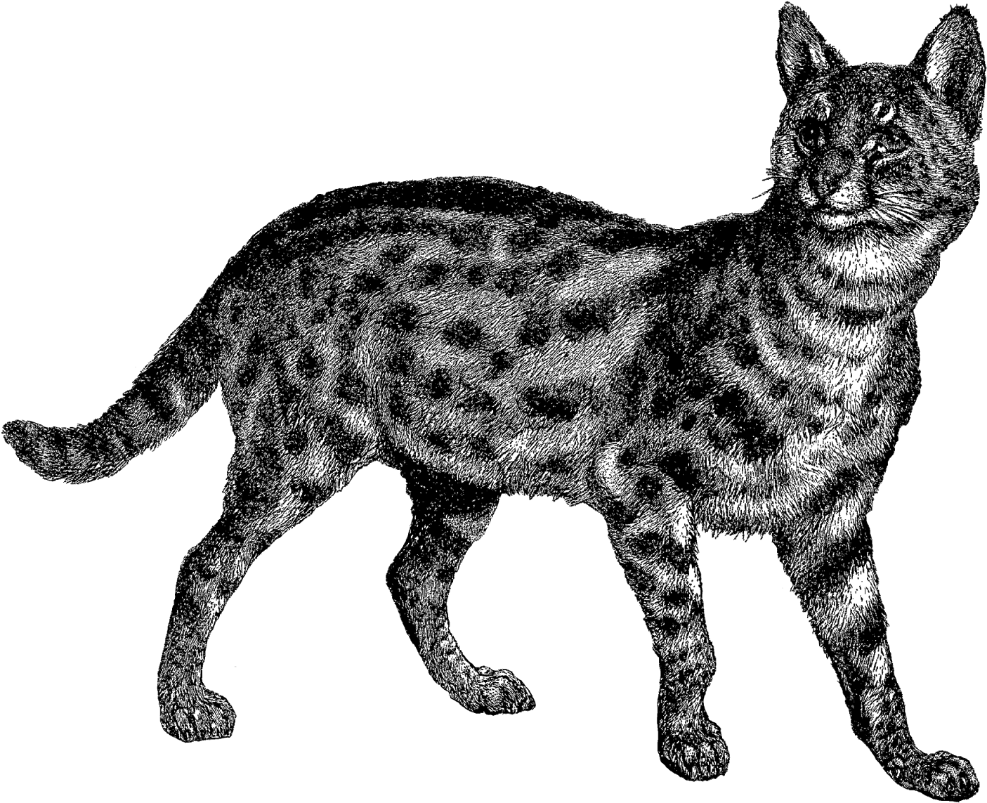 Download Digital Wild Cat Downloads - Wild Cat Png PNG Image with No ...