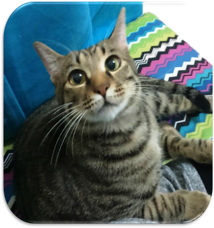 Download 1-åœ Ç‰‡4 - Tabby Cat PNG Image with No Background - PNGkey.com