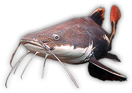 Download Catfish Png Photos - Catfish Logo Transparent PNG Image with ...