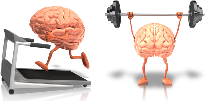 Brain Exercise - Healthy Brain - Free Transparent PNG Download - PNGkey