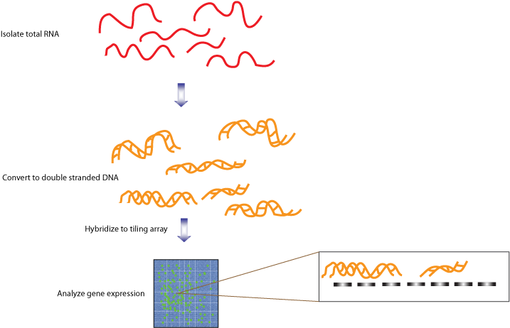 Download Transcriptome Fig 3 - Tiling Array PNG Image with No ...