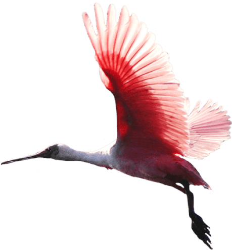 Download Free Png Birds Png Images Transparent - Red Bird Flying Png ...