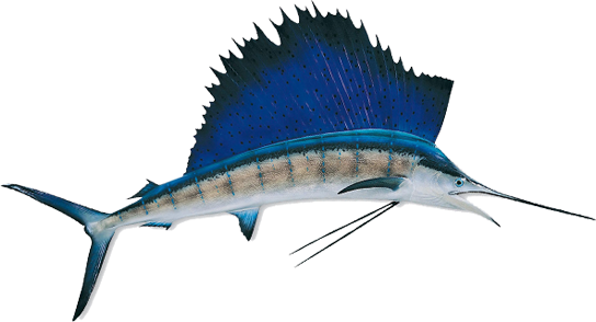 Kingfish - Indo Pacific Sailfish Png - Free Transparent PNG Download ...