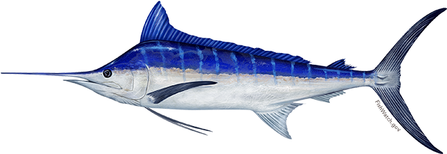 Pacific Blue Marlin - Front Of Blue Marlin - Free Transparent PNG ...