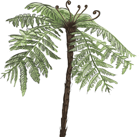 Download Fern - Tree Fern Png PNG Image with No Background - PNGkey.com