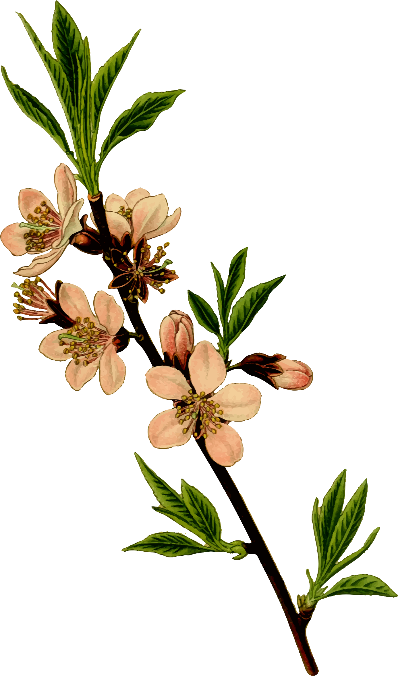 Download This Free Icons Png Design Of Almond Tree PNG Image with No ...