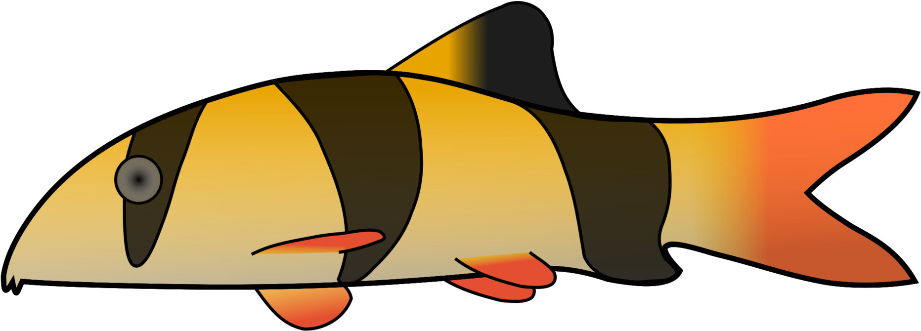 Download Clown Loach Drawing Pond Loach True Loaches - Clown Loach ...