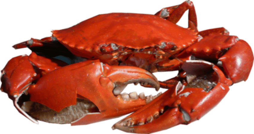 Free Png Crab Png Images Transparent - Crab Png - Free Transparent PNG ...