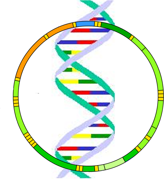 Download Mitochondrial Dna - Mitochondrial Dna Png PNG Image with No ...