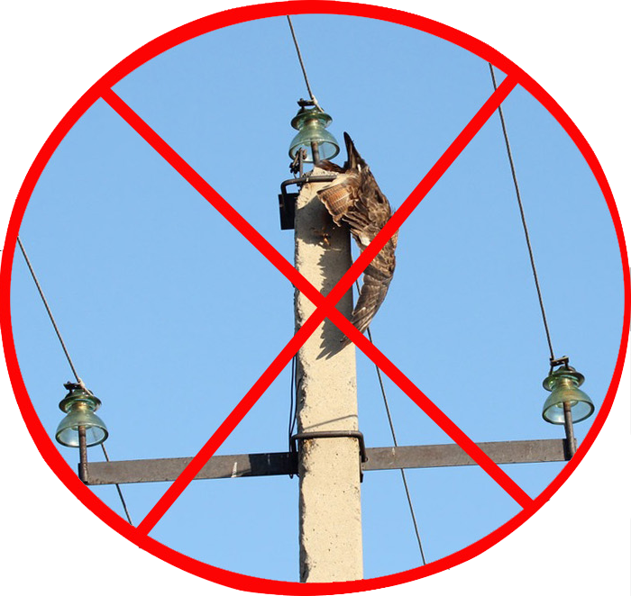 Download New Requirements To Prevent The Bird Electrocution - Хищные ...