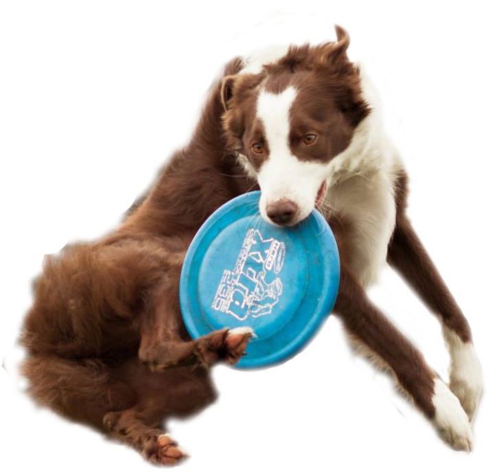 Download Dog Catching Frisbee White Background PNG Image with No ...