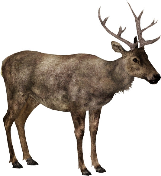 Download Elk - Elk Png PNG Image with No Background - PNGkey.com