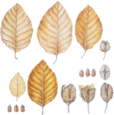 Download Beech Illustration - Drawing PNG Image with No Background ...