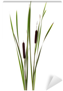 Download Cattail PNG Image with No Background - PNGkey.com