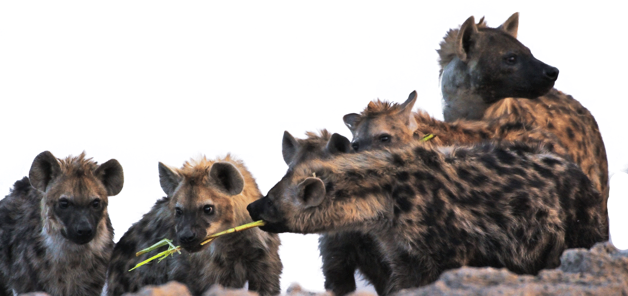 Hyena-4 - - Hyena - Free Transparent PNG Download - PNGkey