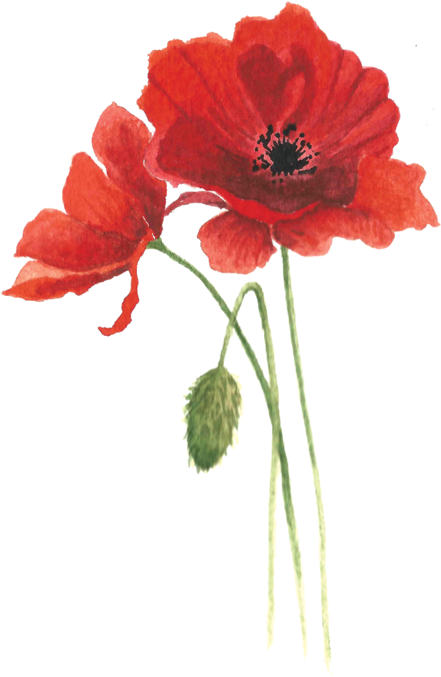 Poppy - - Oriental Poppy - Free Transparent PNG Download - PNGkey