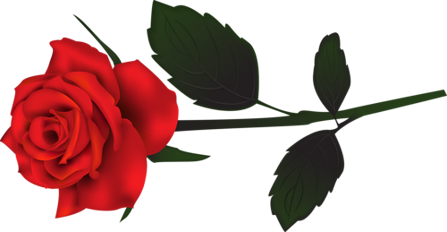 Phantom Of The Opera Rose