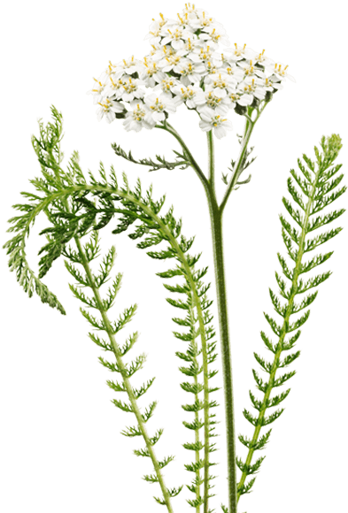 Download Picture Royalty Free Library Yarrow Drawing Valerian ...