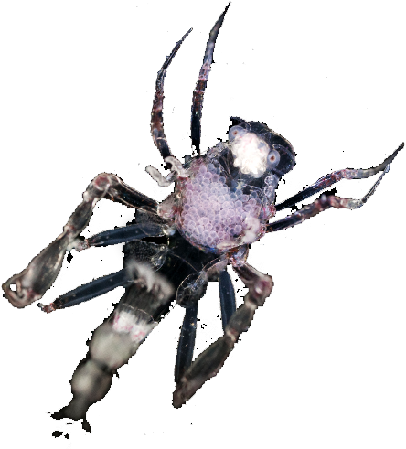 Download Phronima - Dnd Basilisk Token PNG Image with No Background ...