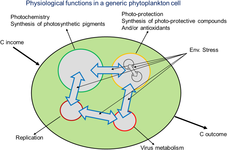 Diagram Showing The Sections Of A Phytoplankton Cell - Cell - Free ...