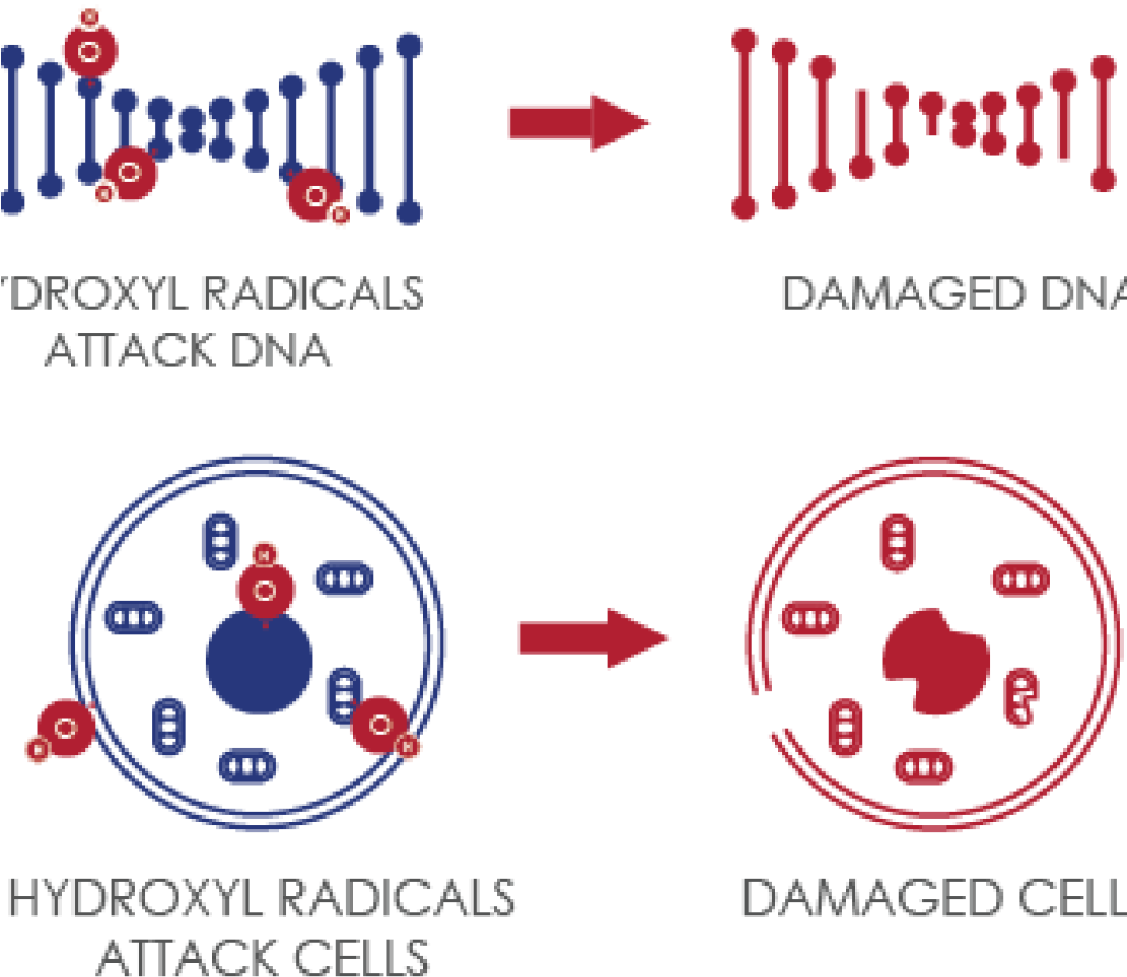 Download Hydroxyl Radical Damage PNG Image with No Background - PNGkey.com