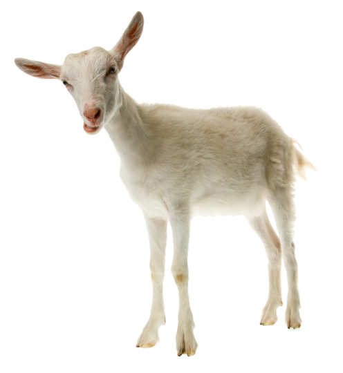 Download This Goat Is A Ninja - Goat Milk Png PNG Image with No ...