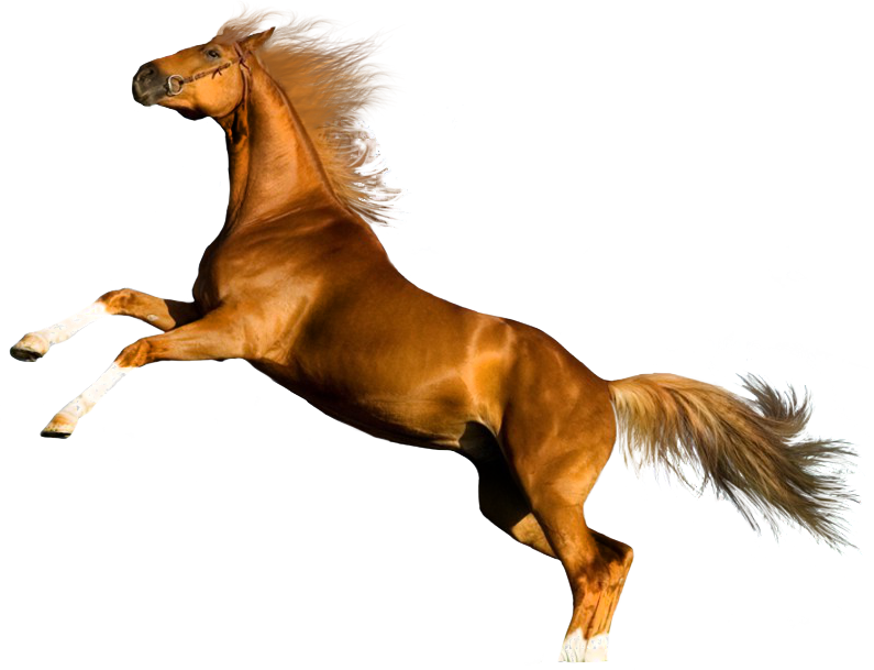 Download Horse Rearing PNG Image with No Background - PNGkey.com
