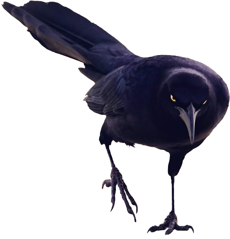 Badass Bird Cutouts Png Badass Raven Bird - Png Birds - Free ...