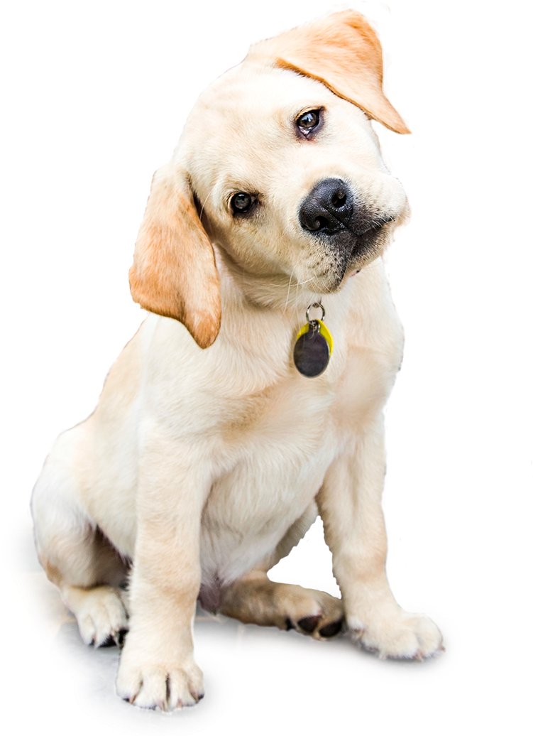 Download Educating Our Kids - Gold Labrador Pup Cute PNG Image with No ...