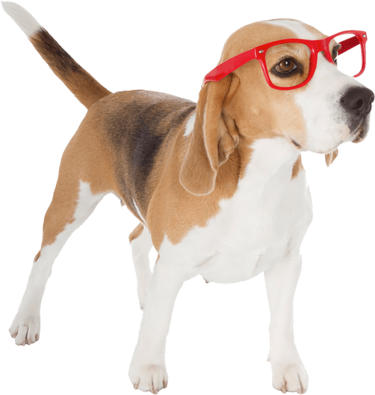 Download Doggy Image - Dog In Costume Transparent PNG Image with No ...