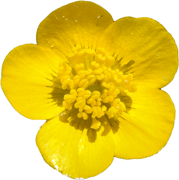 Buttercup Png By Bunny - Buttercup Png - Free Transparent PNG Download ...