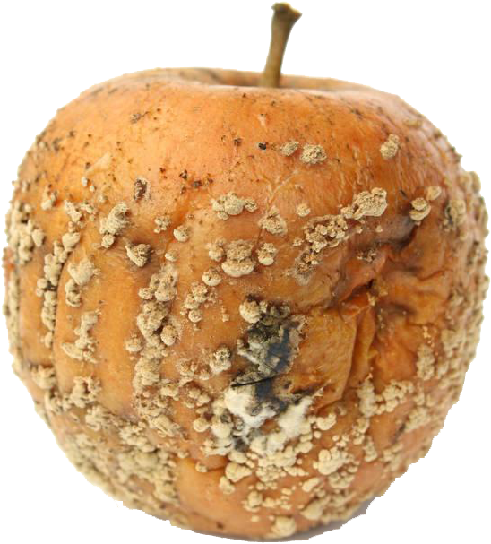 Download Stock Photography Apple Moldy - Stock Photography PNG Image ...