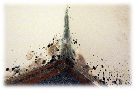 Download Mildew On Water PNG Image with No Background - PNGkey.com