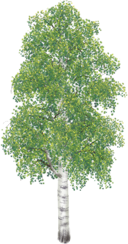 Birch 02 Mature Summer Alpha Transparency Hh - Softwood And Hardwood ...