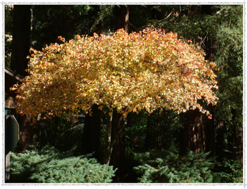 Download Riberry PNG Image with No Background - PNGkey.com