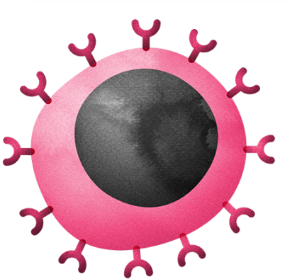 Download T Cells That Kill Infected Cells And Cancer Cells By - Immune ...